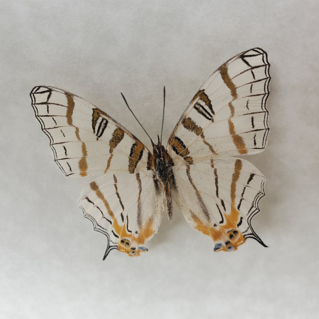 African Mapwing Cyrestis Camillus Framed Lepidoptera Entomology ...