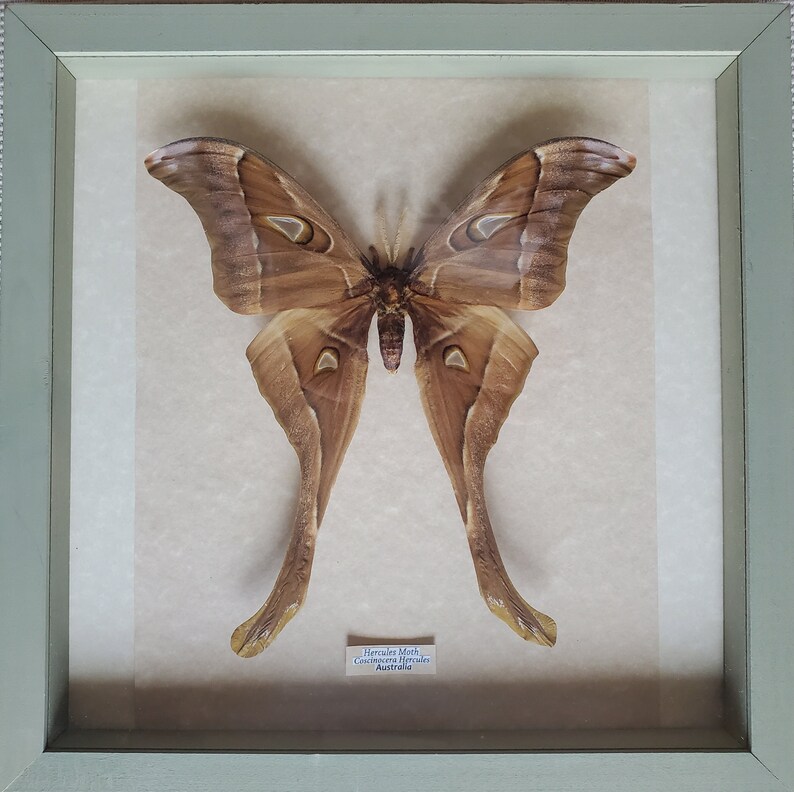 Hercules Moth Coscinocera Hercules Framed Lepidoptera Shadowbox Display ...