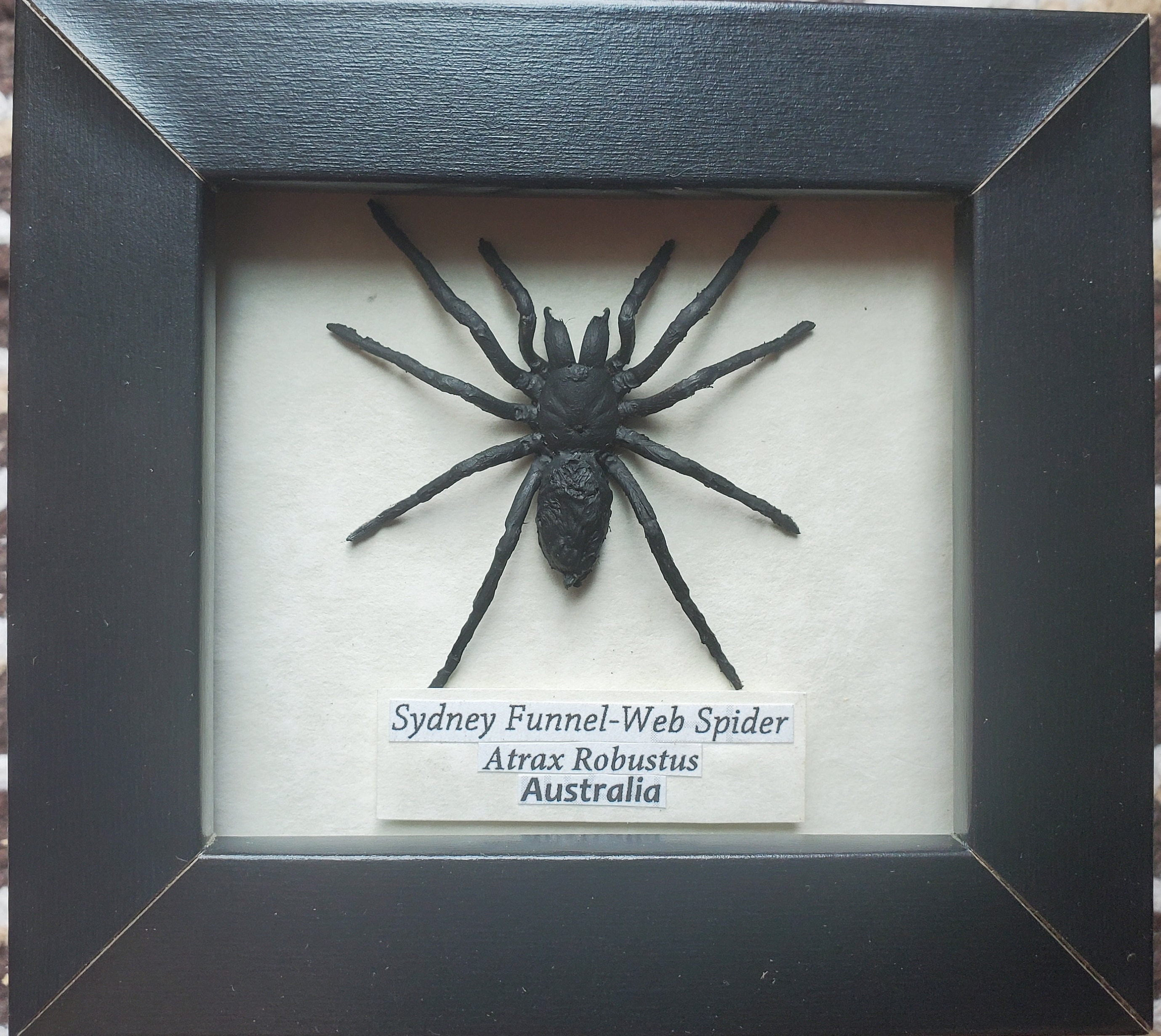 Northern Funnel Web Spider