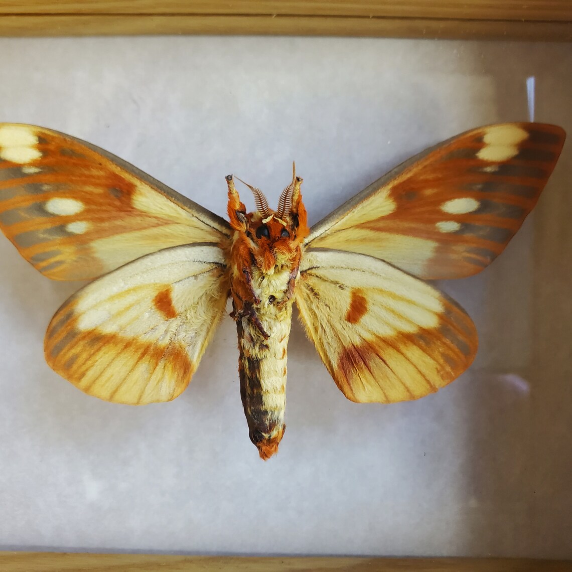 Regal Royal Walnut Moth Citheronia Regalis Saturnidae Framed in ...