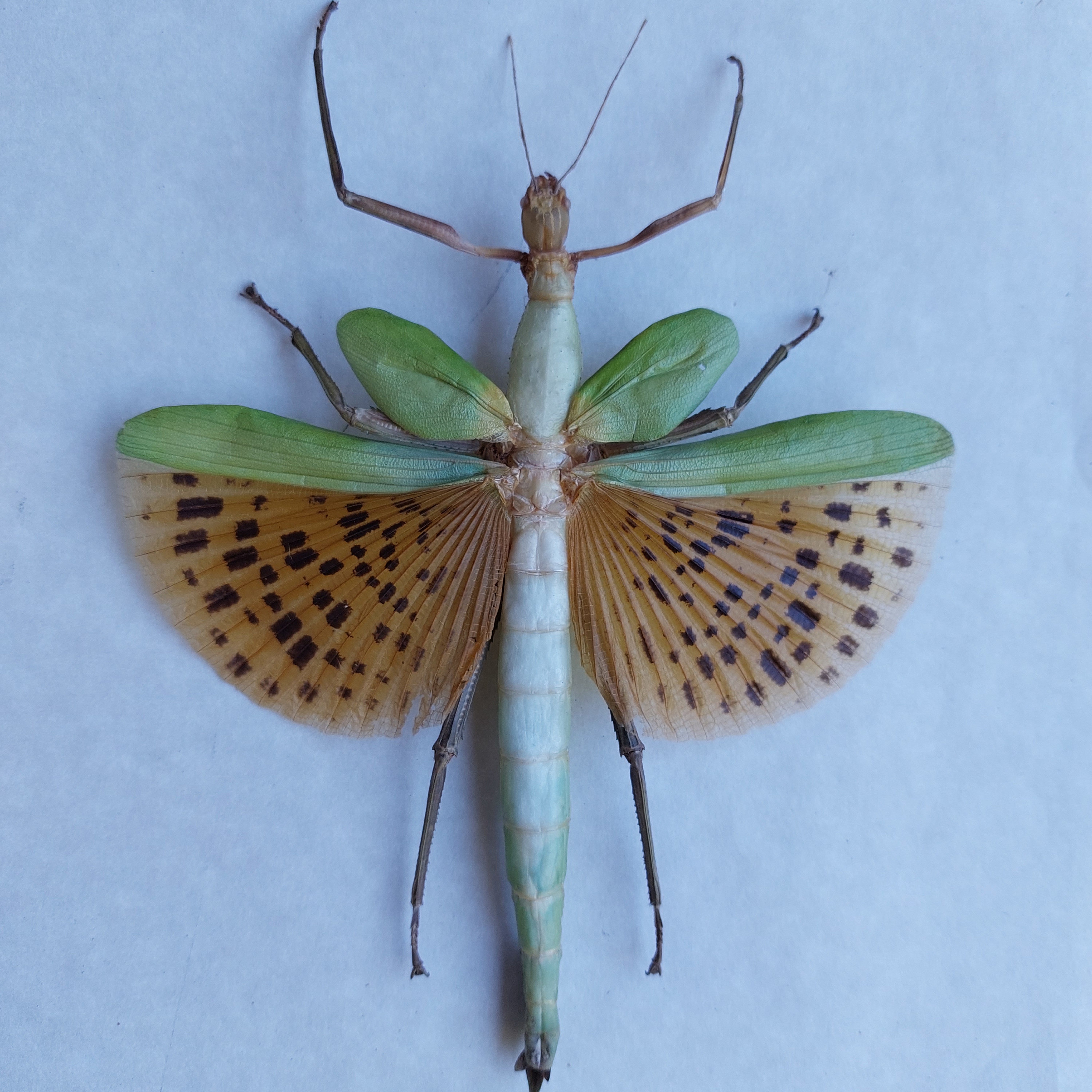 Leopard Winged Walking Stick Insect Paracyphocrania Major - Etsy