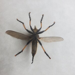 Bee Panther Cannibal Fly Promachus Rufipes Framed Asilidae Shadowbox - Etsy