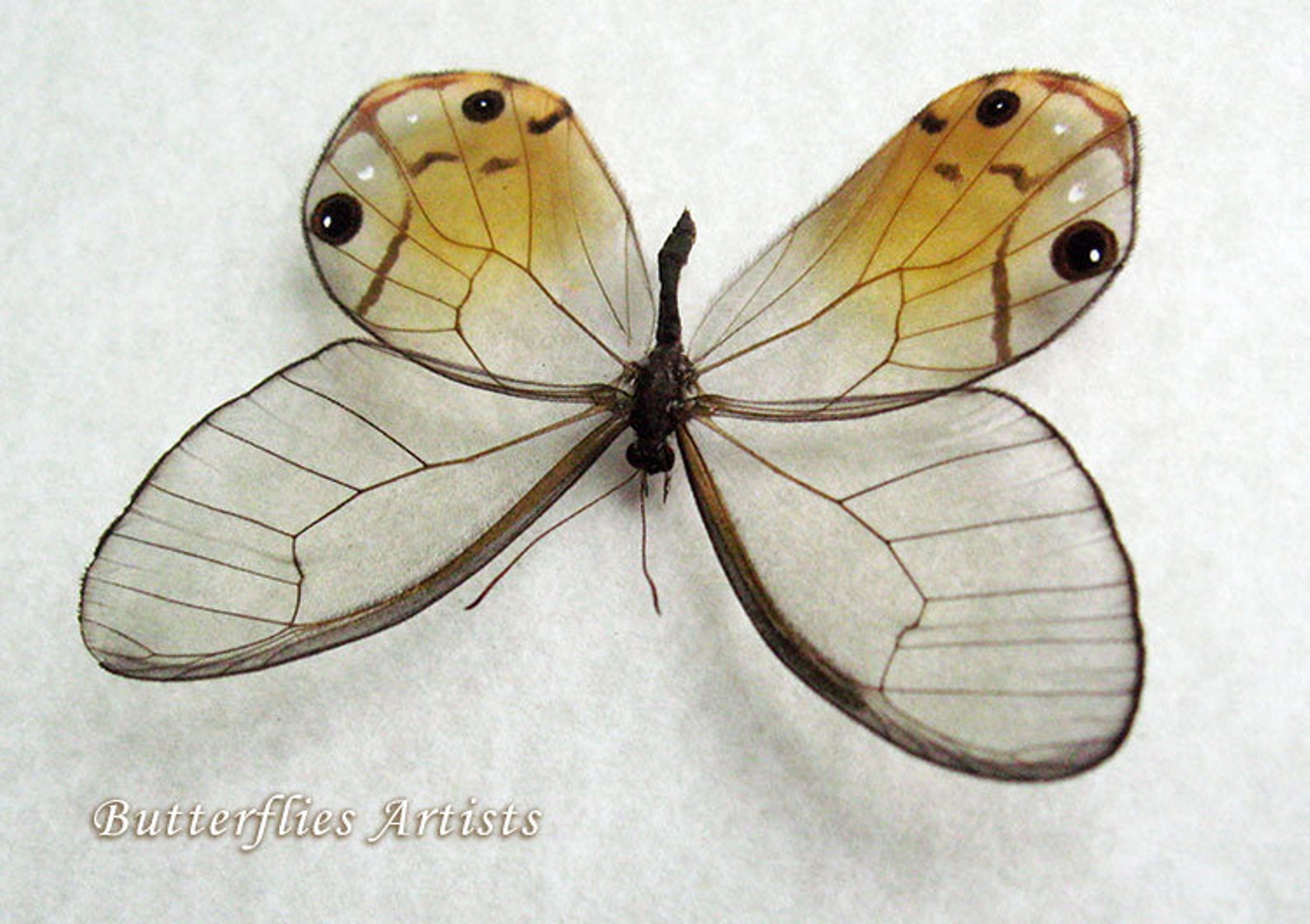 Amber Phantom Haetera Piera Real Butterfly Entomology | Etsy