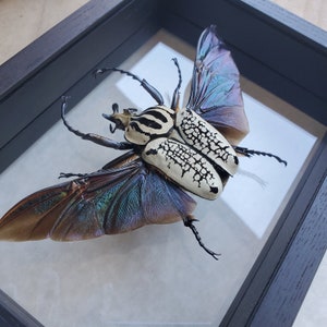 Zebra Pattern Goliath Beetle Goliathus Orientalis Framed Double Glass ...