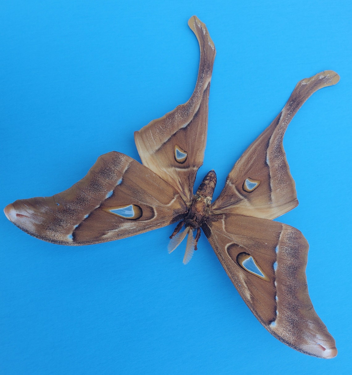Hercules Moth Coscinocera Hercules Framed Lepidoptera Shadowbox Display ...