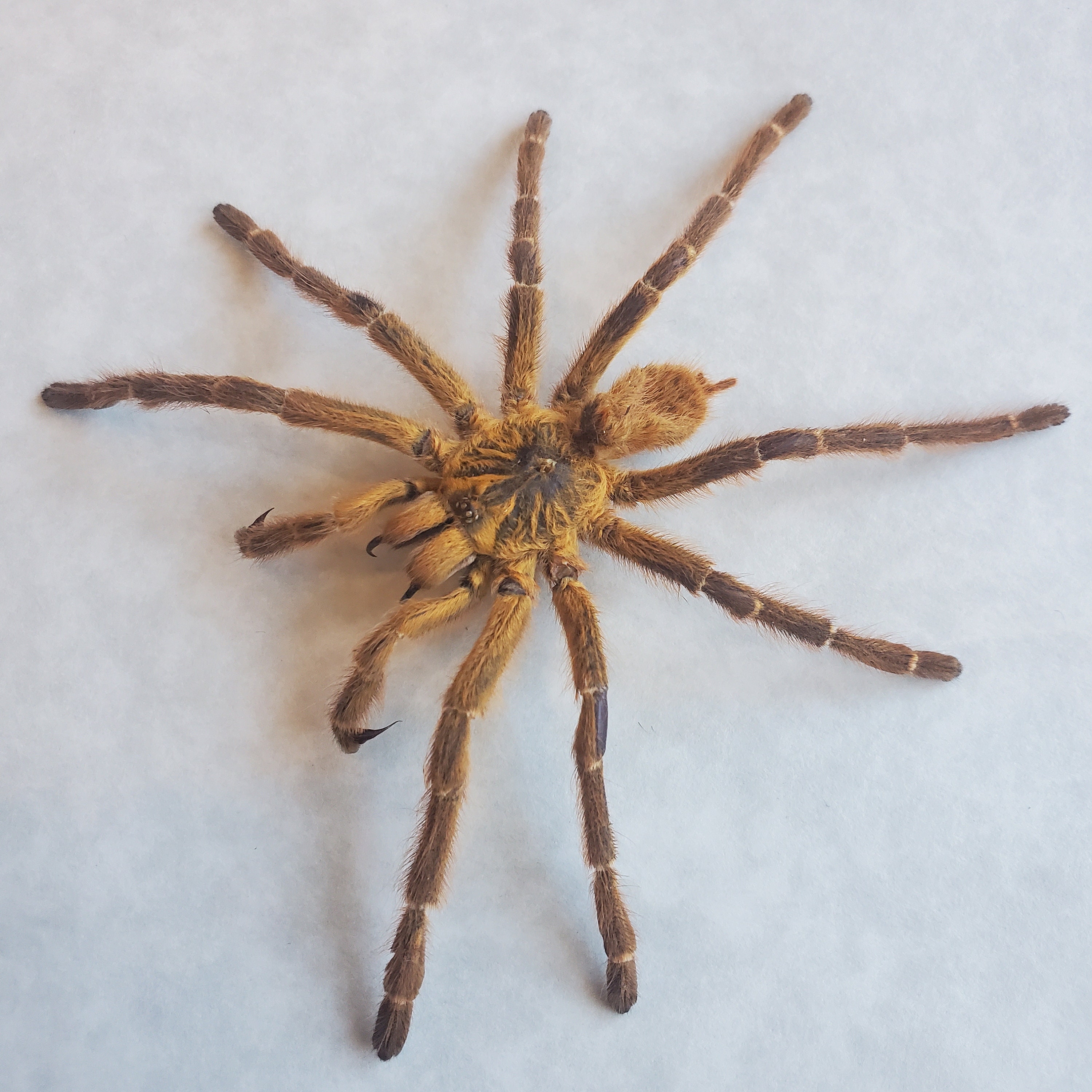 Orange Tarantula Spider