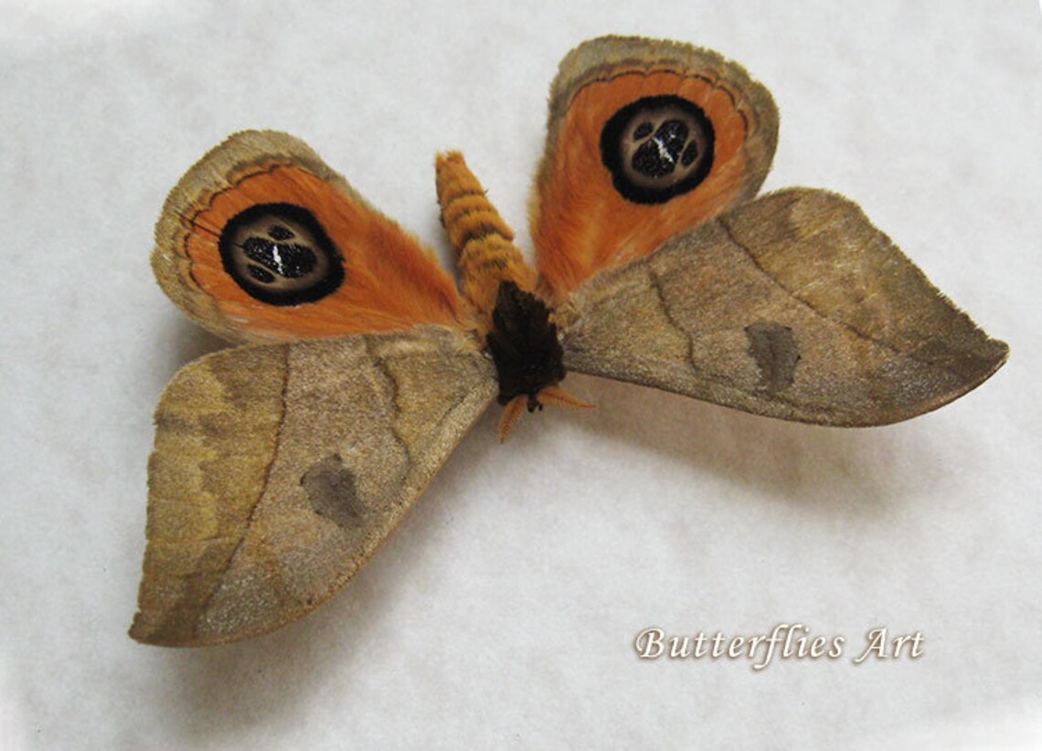 Automeris Liberia Real Colorful Moth Bullseye Entomology | Etsy