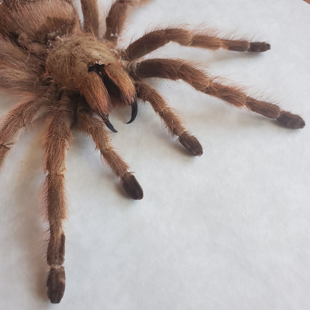 Strawberry Giant Blonde Tarantula Nhandu Tripepii Framed Arachnidae ...