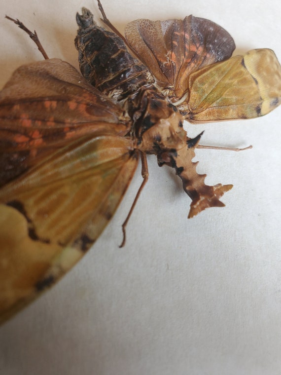 Wart Head Dragon Bug Lanternfly Phrictus Buchei Entomology - Etsy Australia