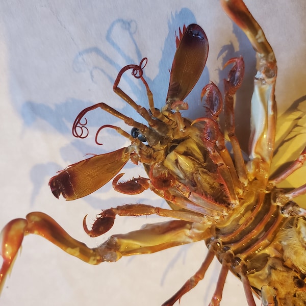 Mantis Shrimp - Etsy