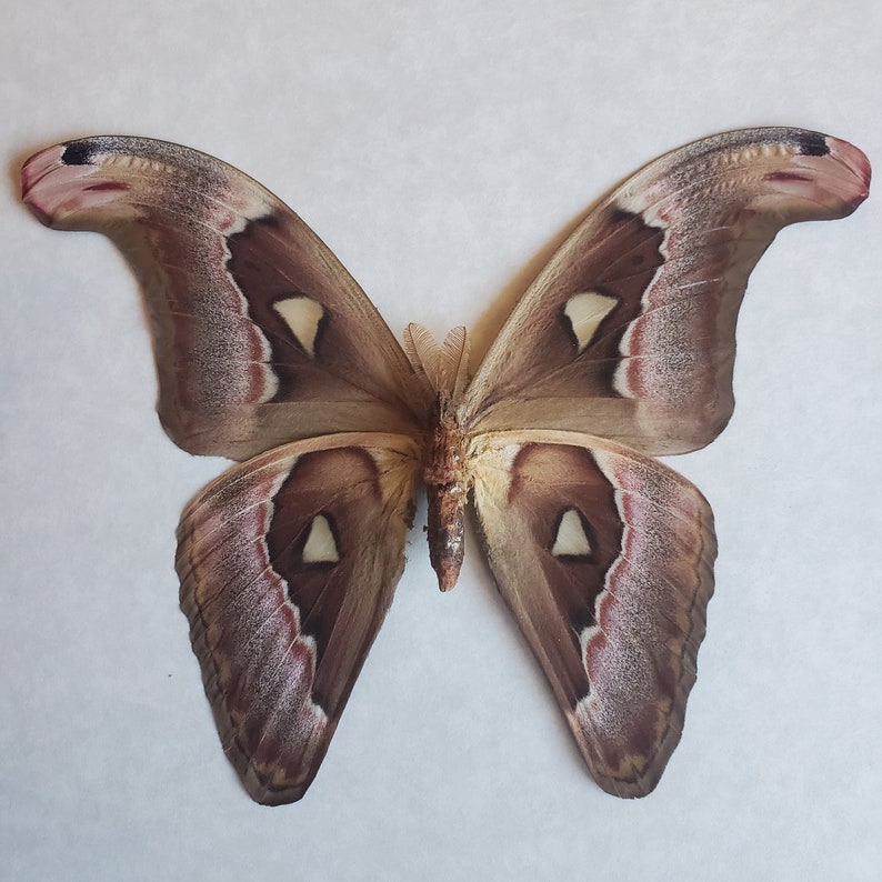 Giant Snakehead Attacus Paraliae Moth Framed Saturnidae - Etsy