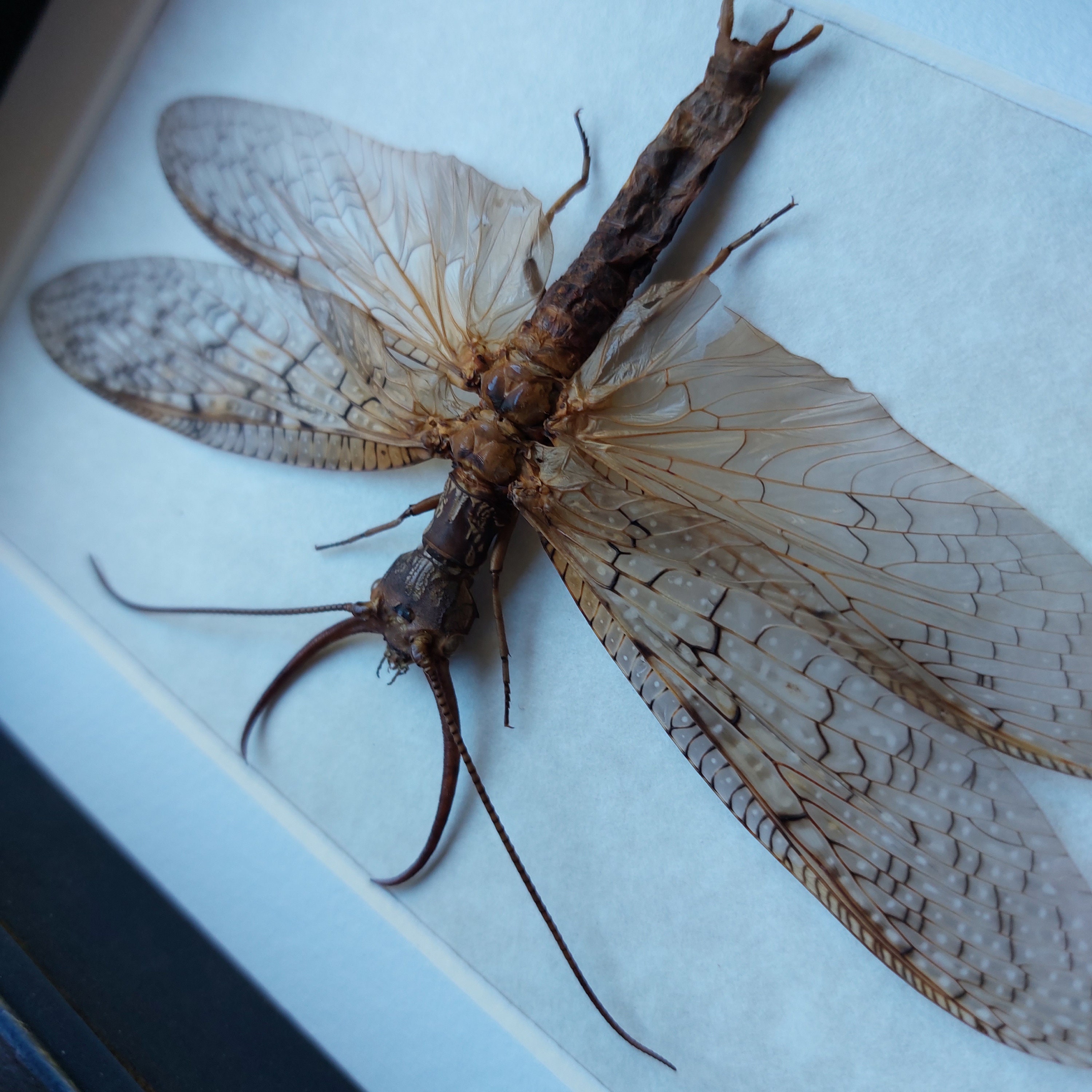 Horny Eastern Dobsonfly Corydalus Cornutus Framed in Shadowbox Display ...