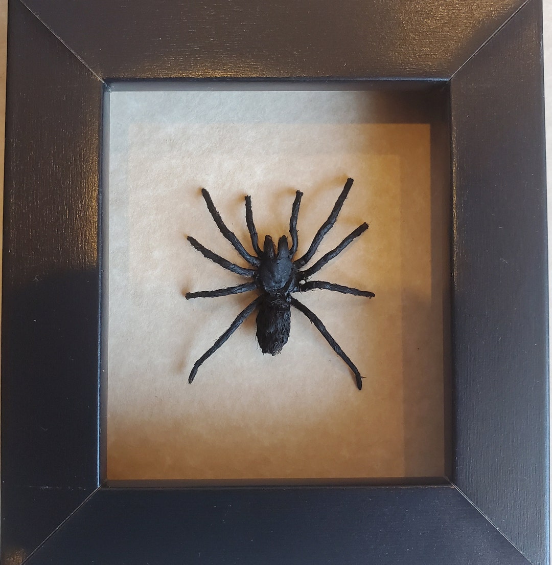 Sydney Funnel-web Spider Atrax Robustus Framed Arachnid Shadowbox ...