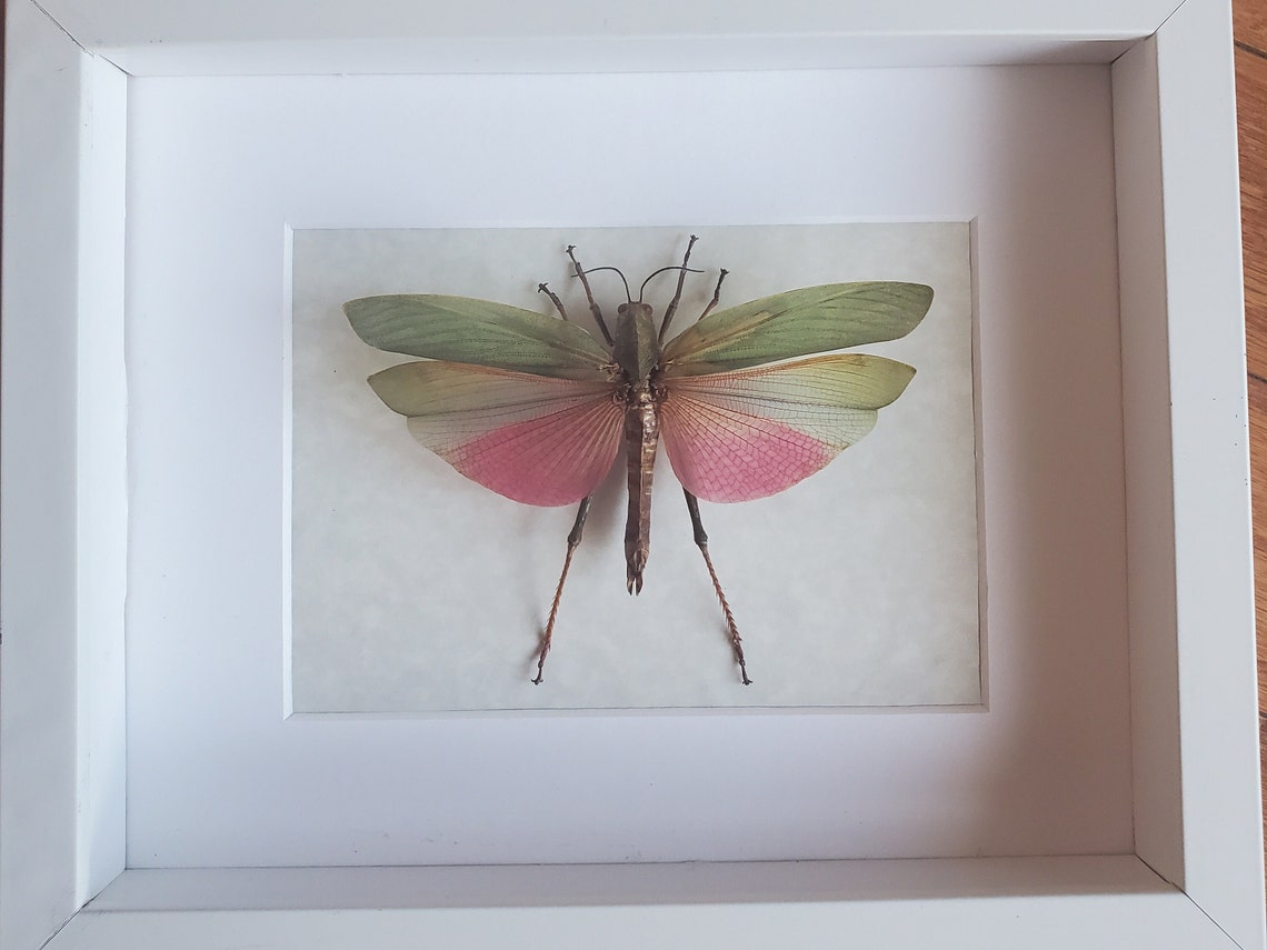Rose Winged Locust Lophacris Cristata Framed Acrididae Shadowbox ...