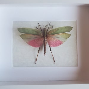Rose Winged Locust Lophacris Cristata Framed Acrididae Shadowbox ...