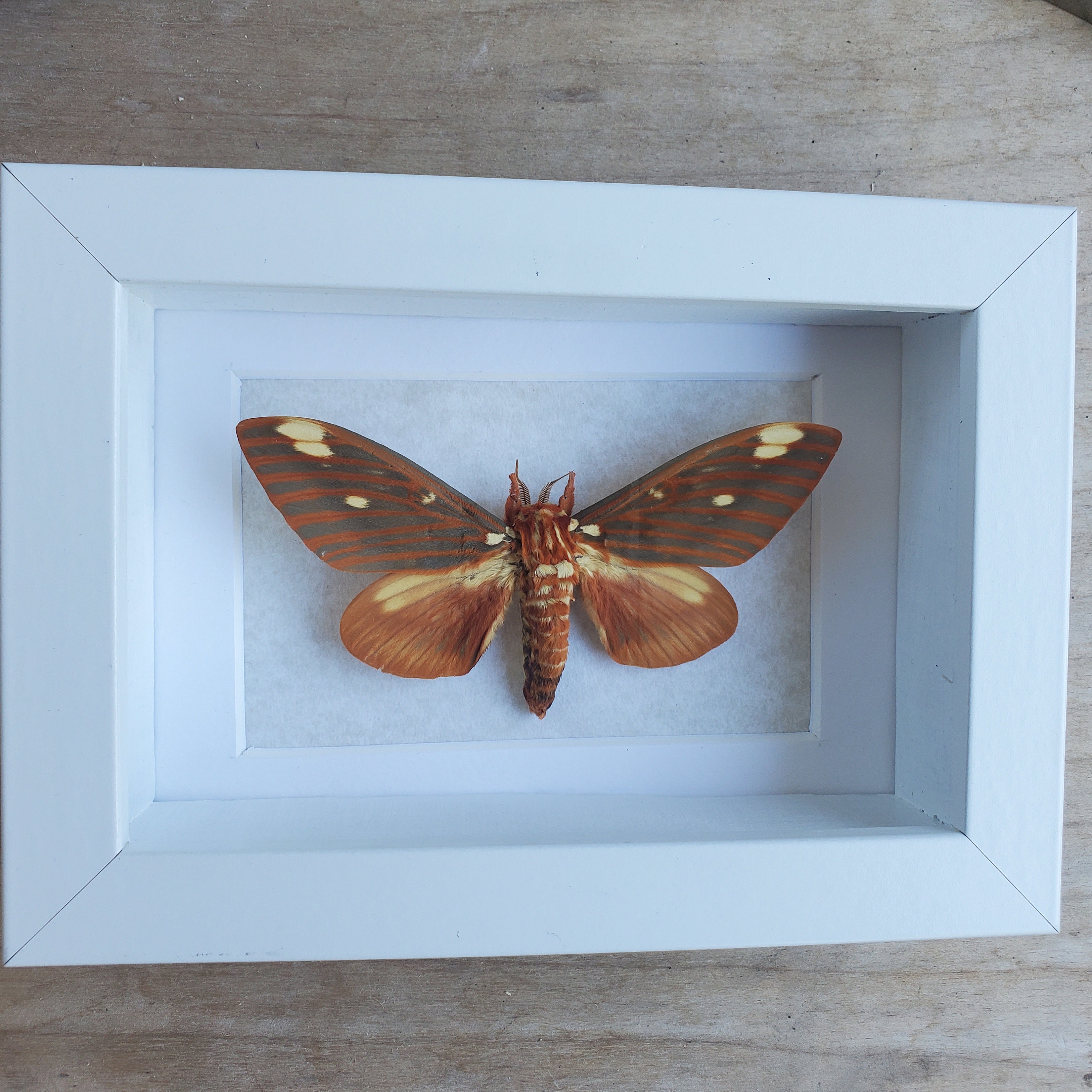 Regal Royal Walnut Moth Citheronia Regalis Saturnidae Framed - Etsy