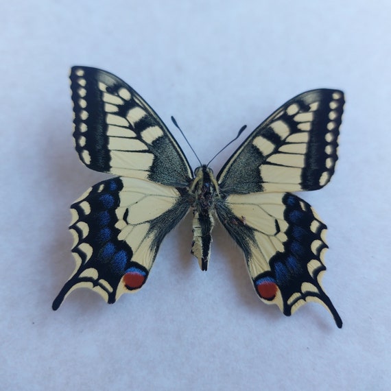 Papilio Machaon Old World Swallowtail Butterfly Entomology - Etsy