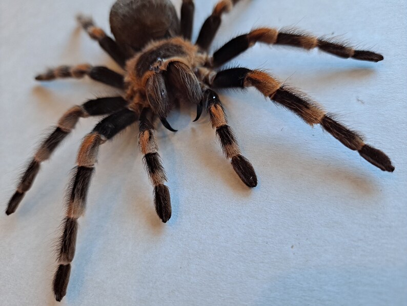 Mexican Redknee Tarantula Brachypelma Smithi Framed Bird - Etsy