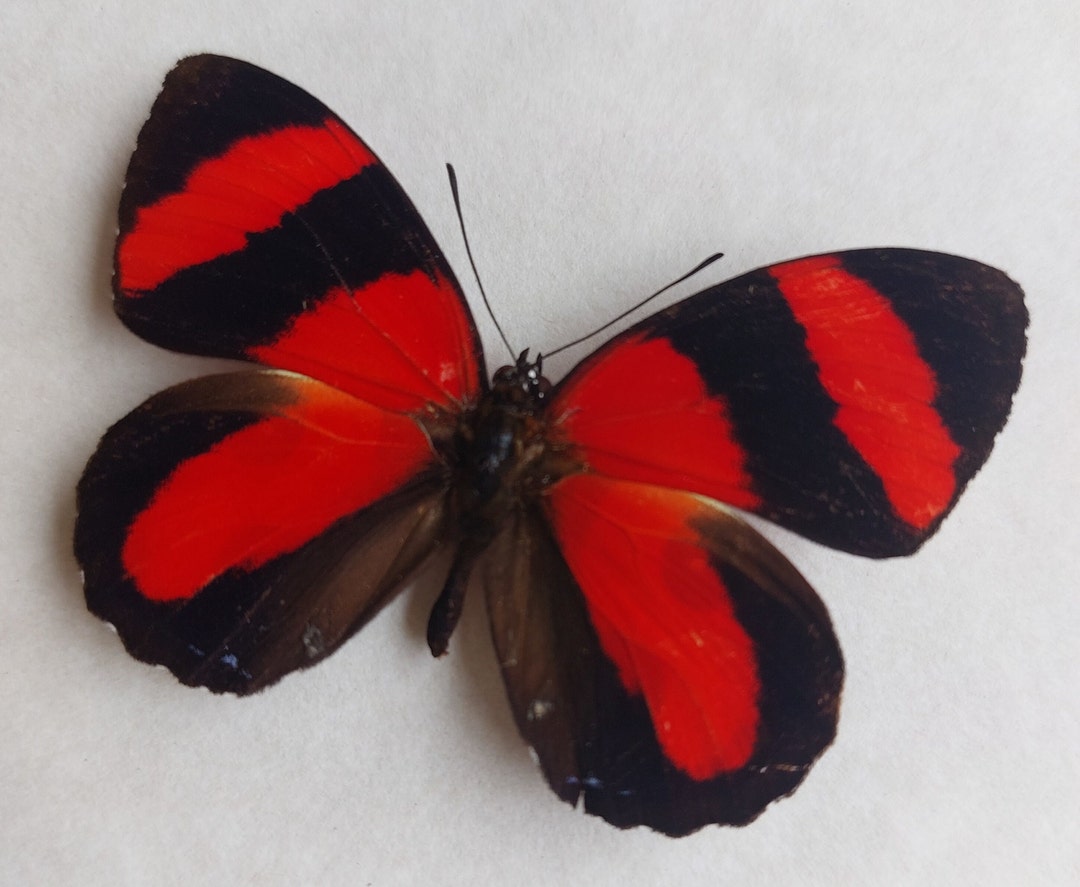 Two-eyed Eighty Eight Callicore Pitheas Butterfly Framed in Shadowbox ...