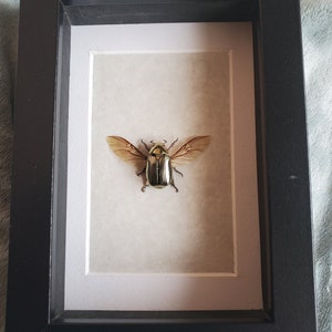 Gold Chrysina Plusiotis Resplendens Real Beetle Entomology Collectible ...