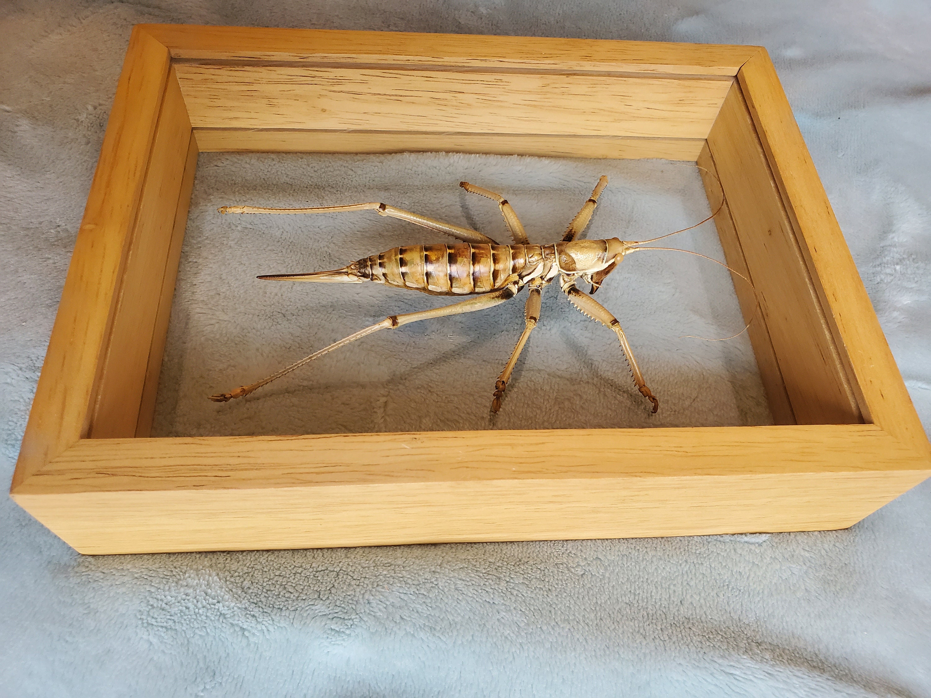 Predatory Jordan Katydid Saga Ephippigera Orthoptera Bush - Etsy