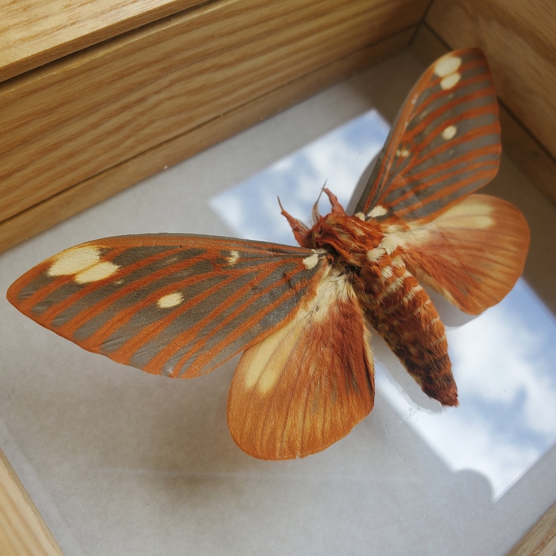 Regal Royal Walnut Moth Citheronia Regalis Saturnidae Framed - Etsy