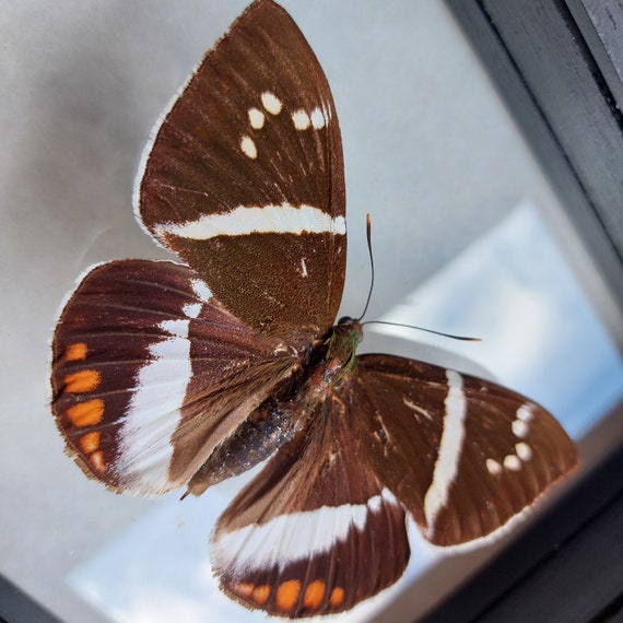 Banana Stem Borer Castnia Telchin Licus Lepidoptera - Etsy