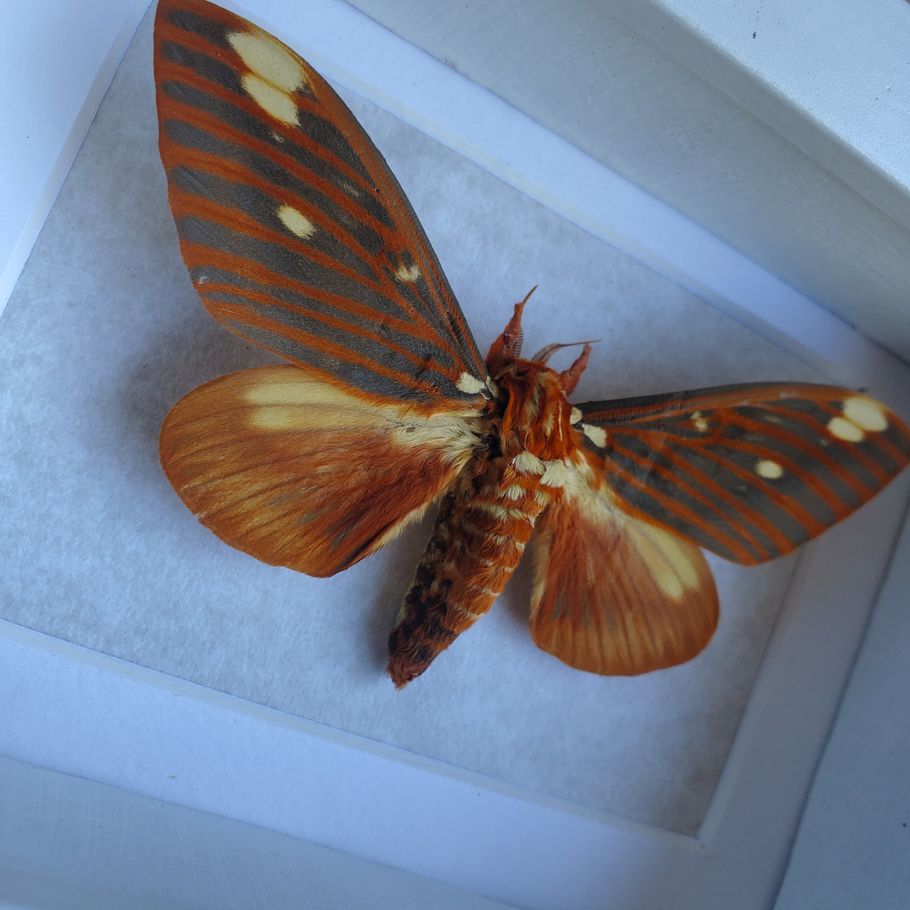 Regal Royal Walnut Moth Citheronia Regalis Saturnidae Framed in ...