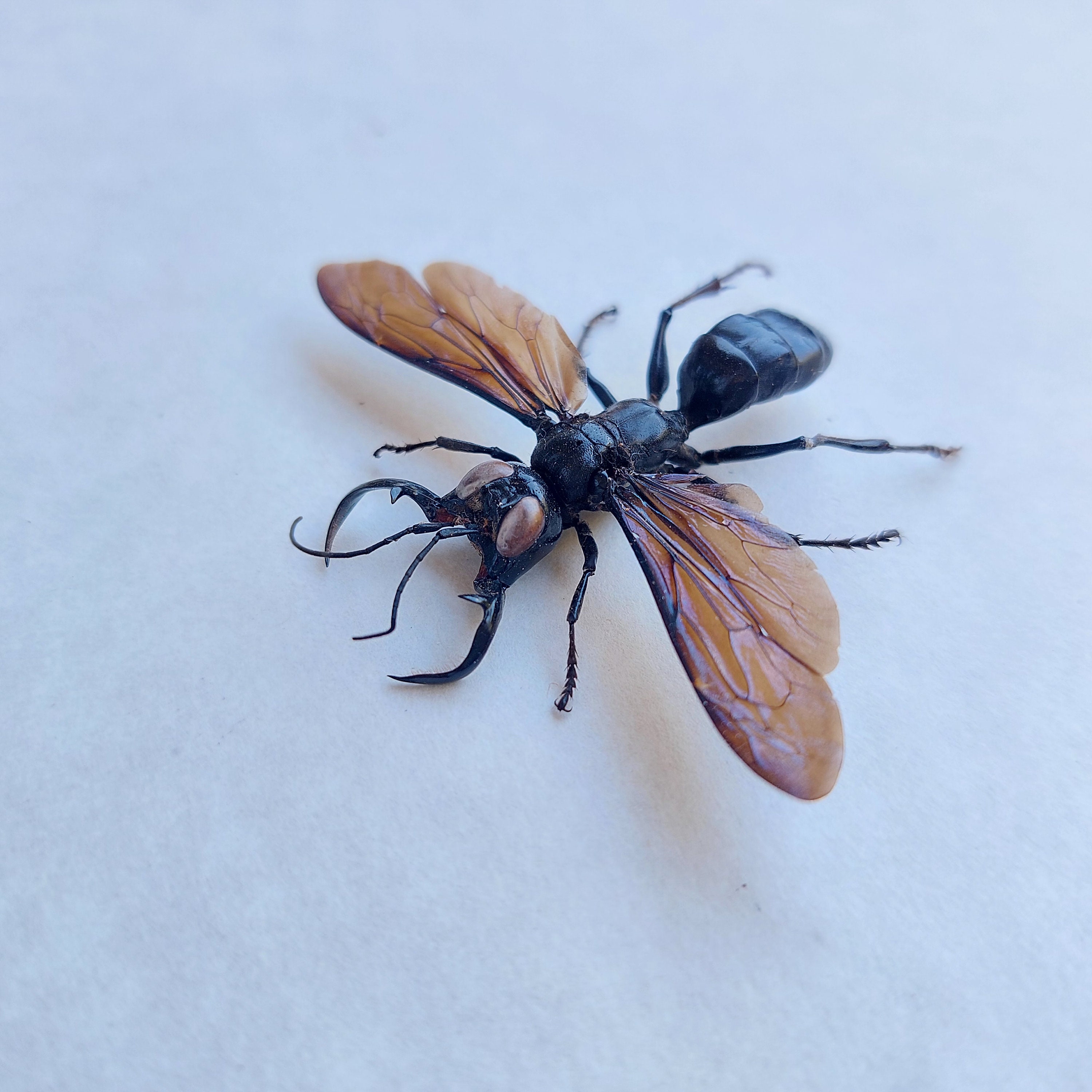 Megalara Garuda Sting