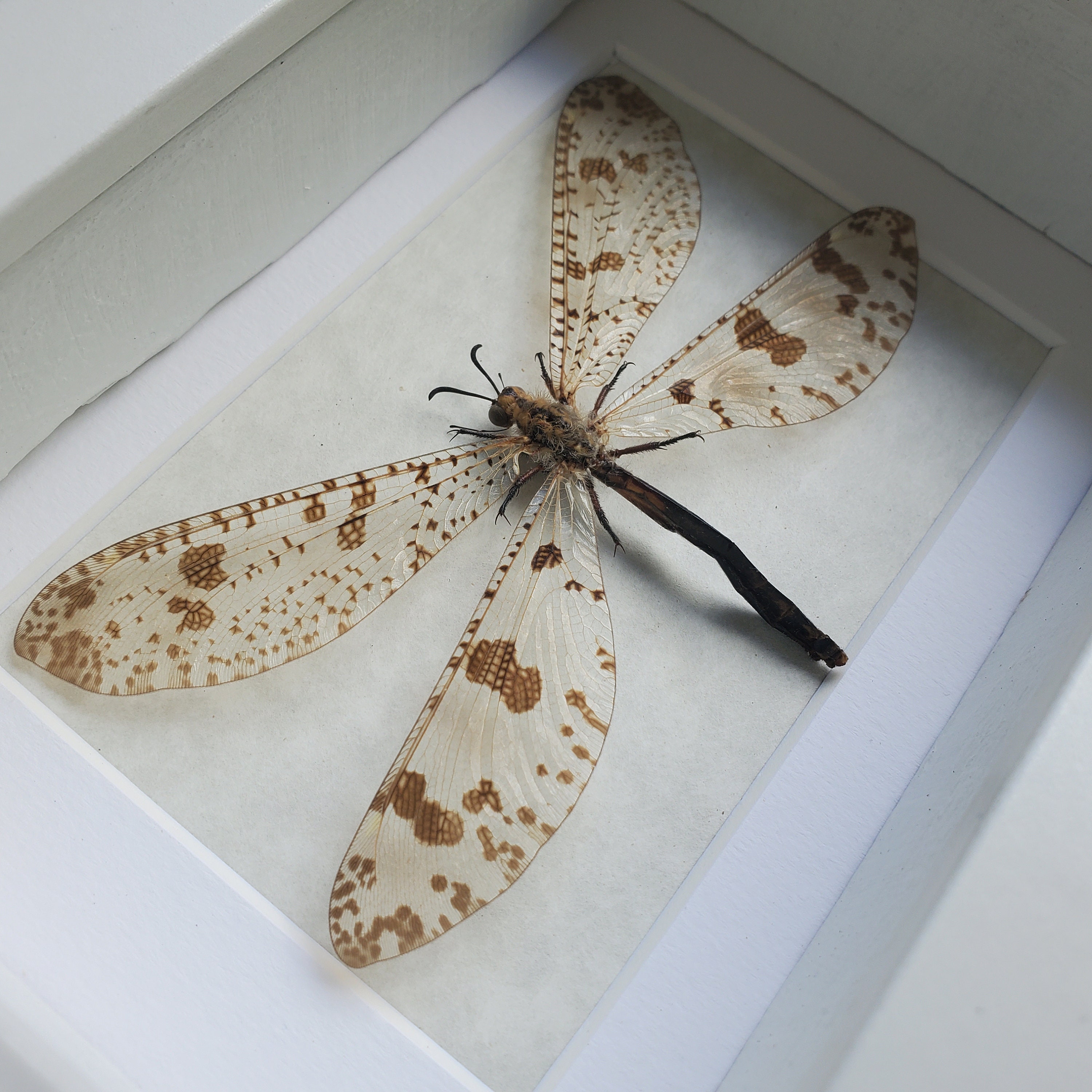 Giant Antlion