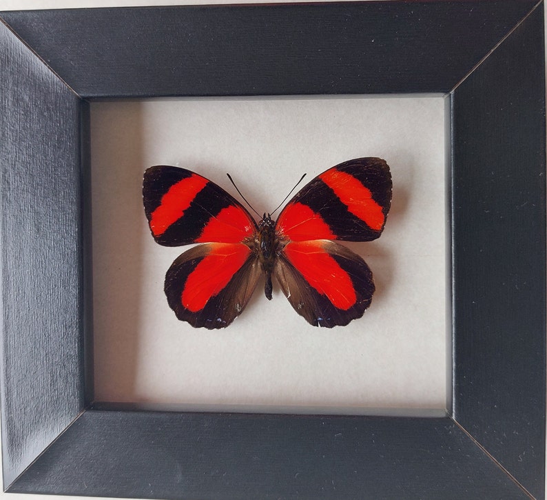 Two-eyed Eighty Eight Callicore Pitheas Butterfly Framed in Shadowbox ...