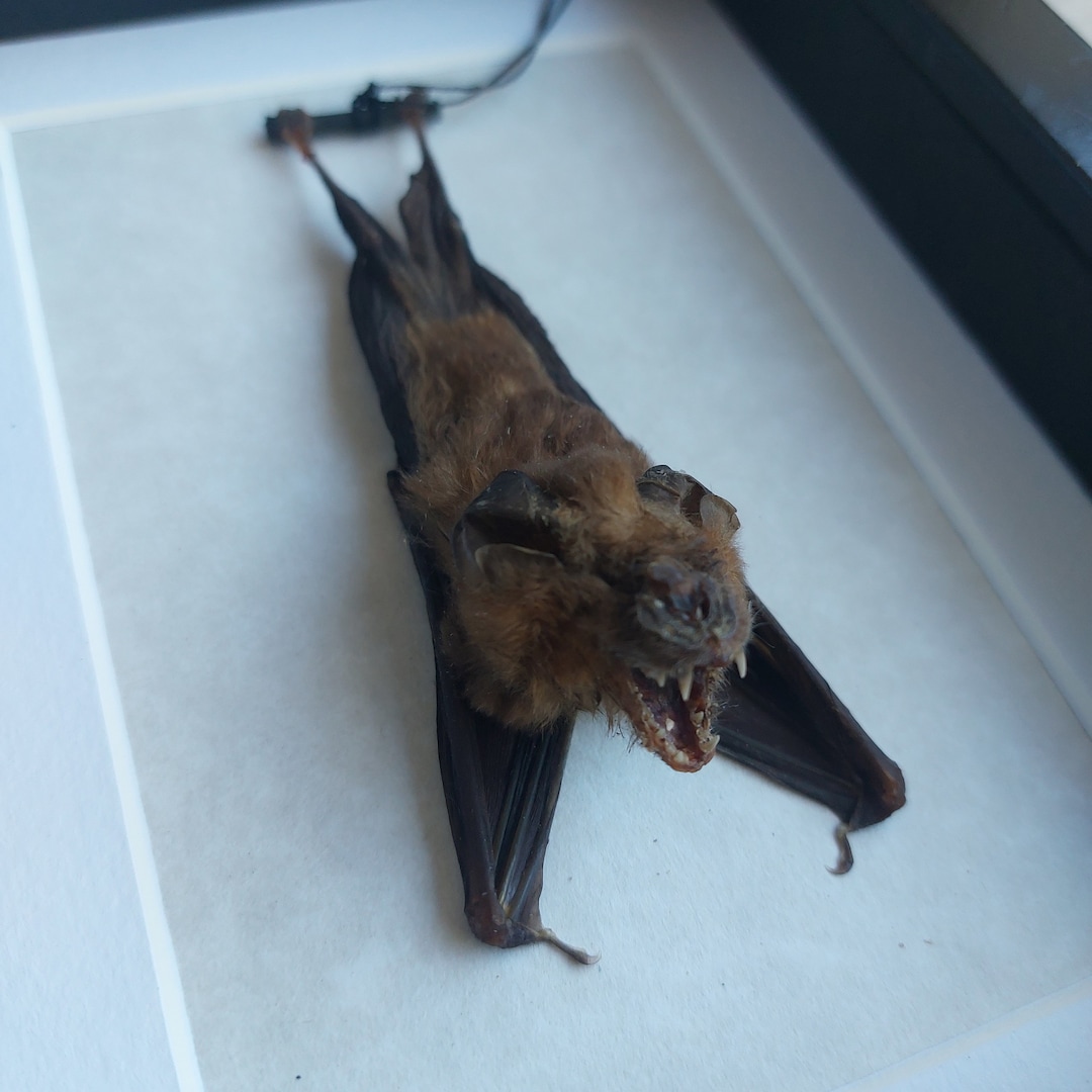 Javan Mastiff Bat Otomops Formosus Taxidermy Framed in Display ...