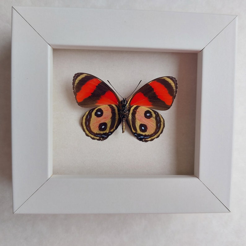 Two-eyed Eighty Eight Callicore Pitheas Butterfly Framed in - Etsy