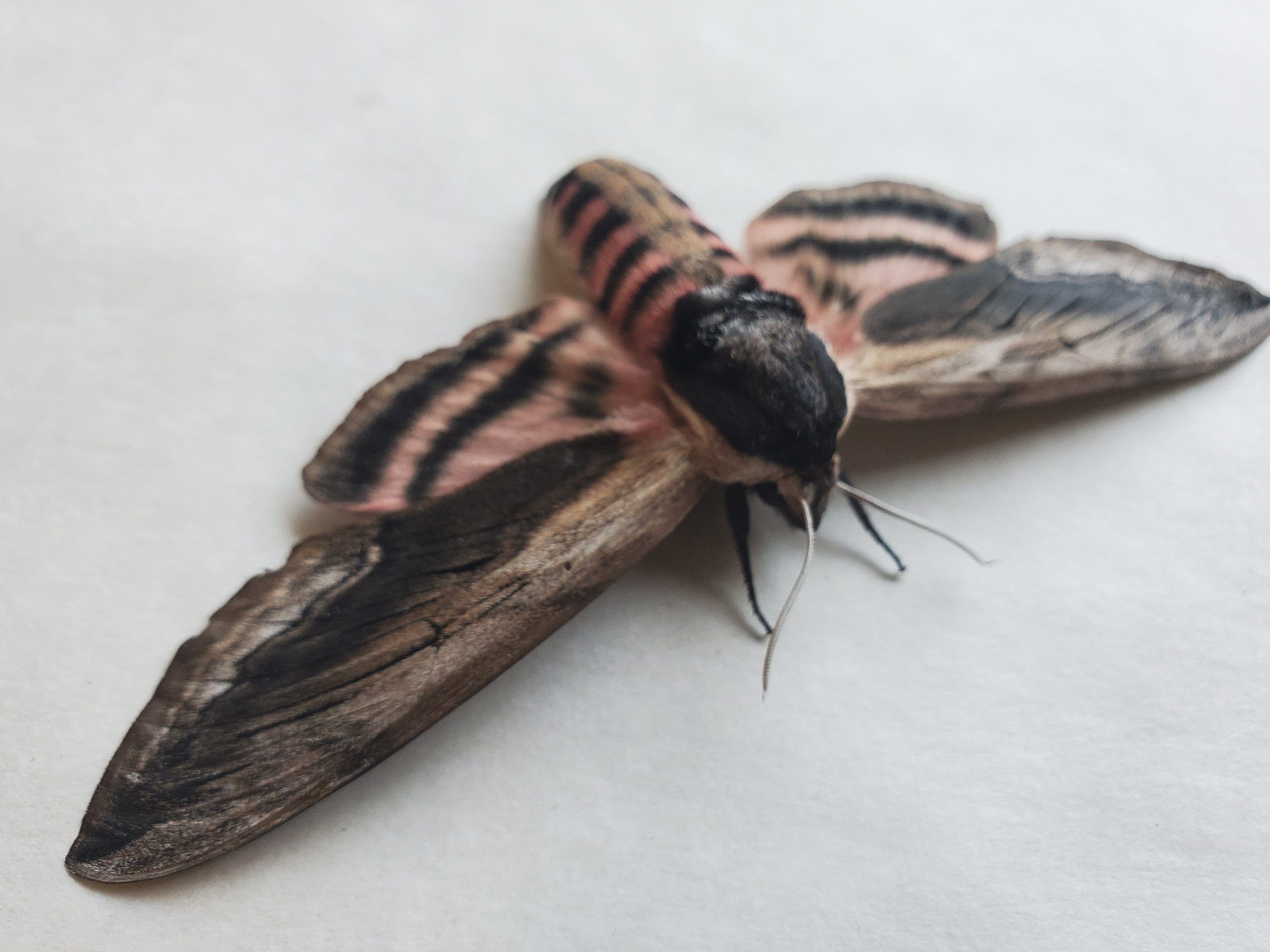 Sphinx Moth Life Cycle