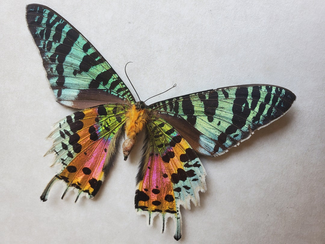 Madagascan Sunset Moth Chrysiridia Urania Ripheus Framed Lepidoptera ...