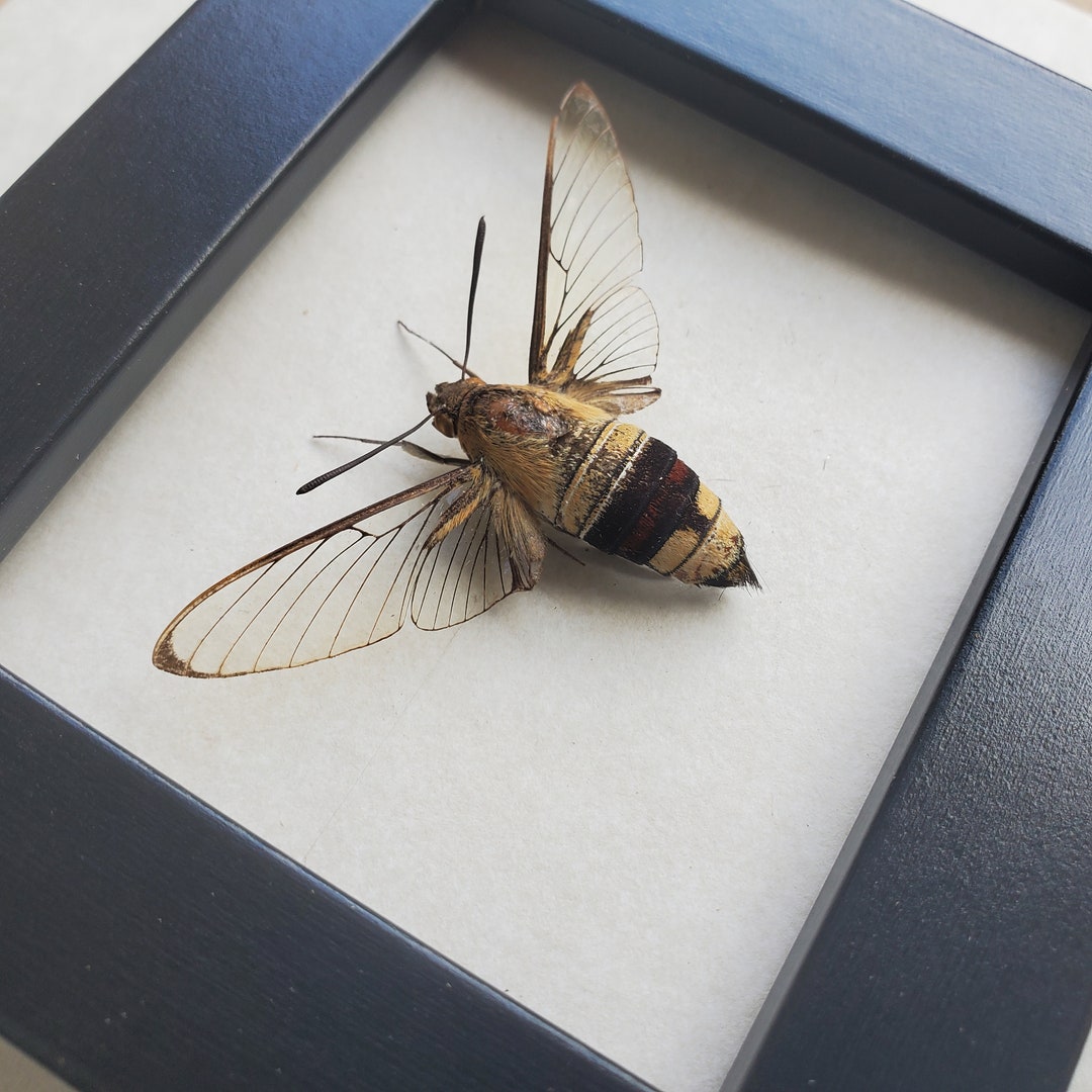 Pellucid Coffee Bee Clearwing Hawkmoth Cephonodes Hylas Framed ...