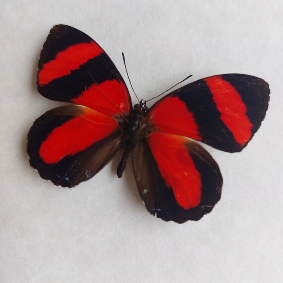 Two-eyed Eighty Eight Callicore Pitheas Butterfly Framed in - Etsy