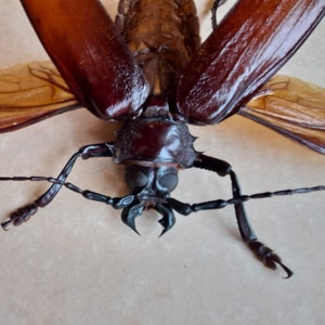 World's Largest Beetle Titanus Giganteus Framed Coleoptera Swadowbox ...