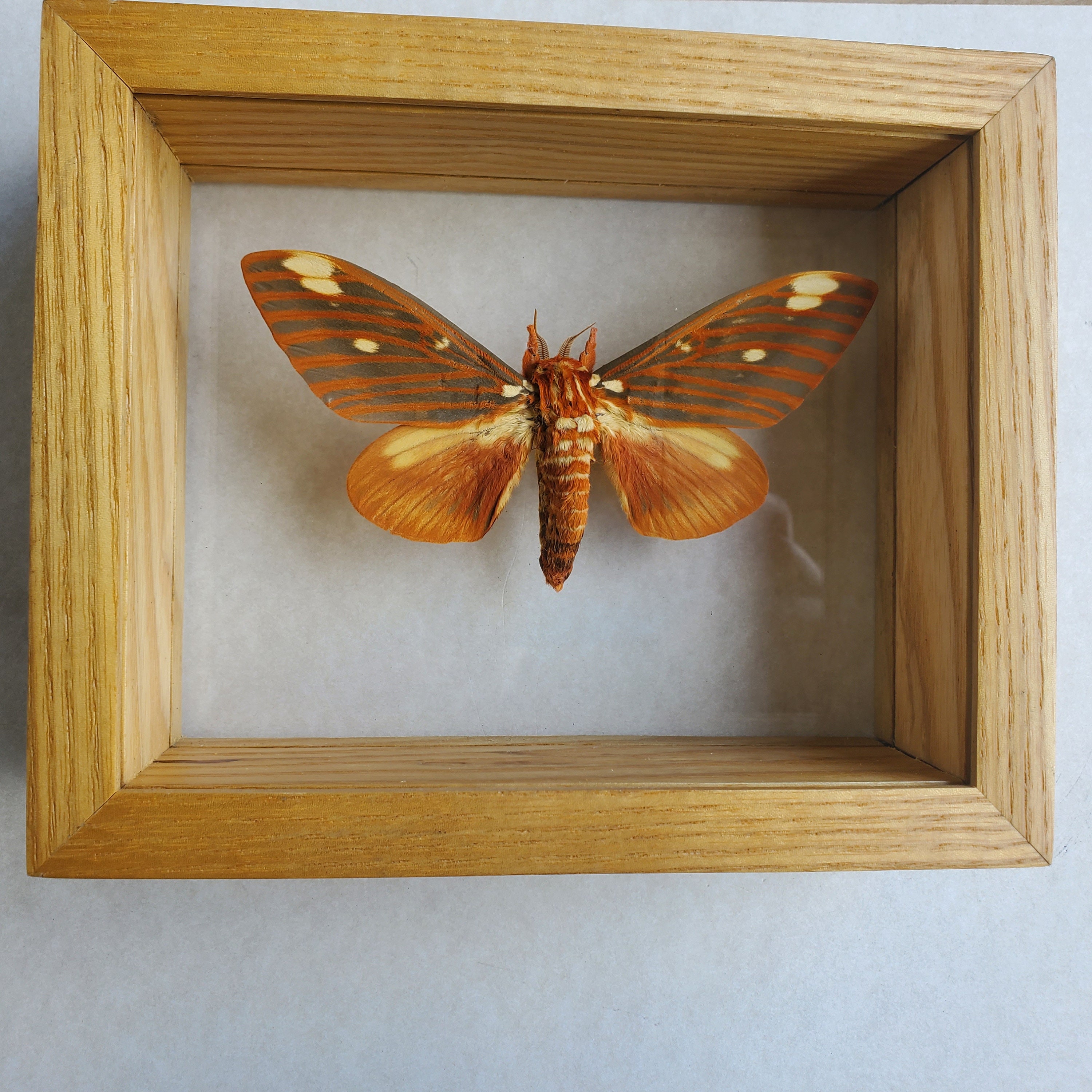 Regal Royal Walnut Moth Citheronia Regalis Saturnidae Framed in ...