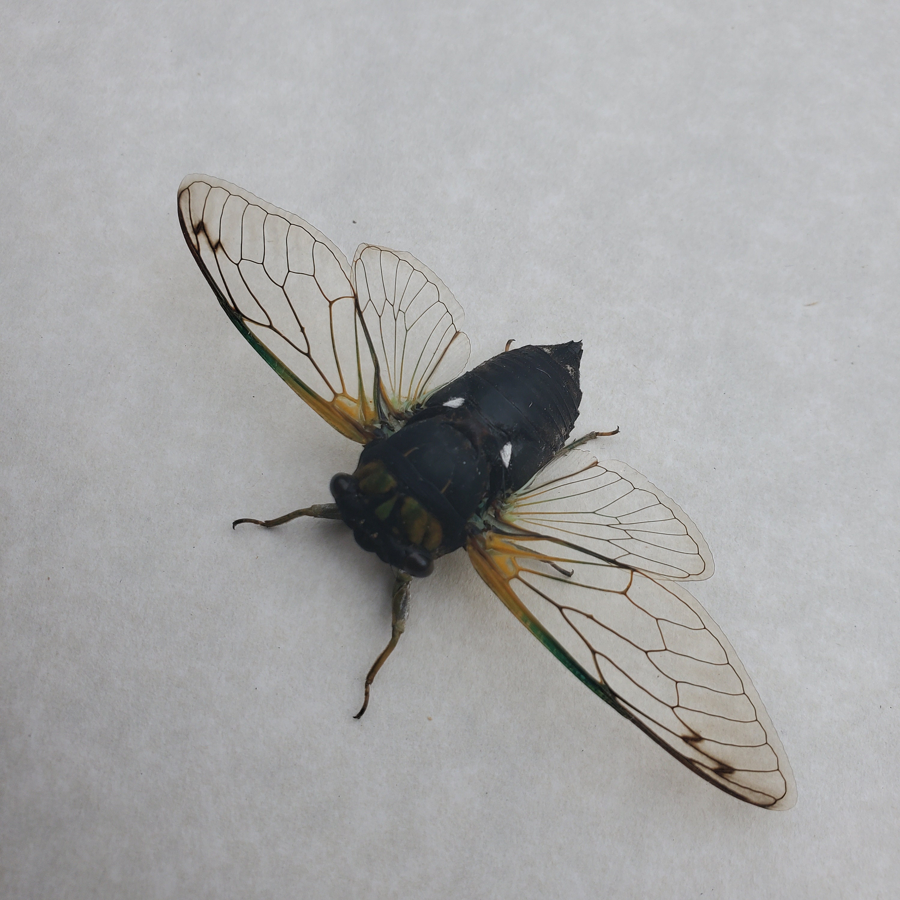 Scissors Grinder Cicada Neotibicen Pruinosus Framed Hemiptera Shadowbox ...