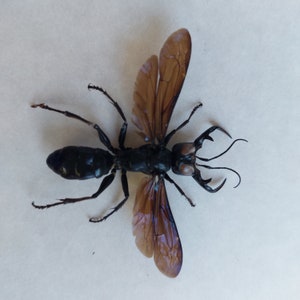 King Wasp Megalara Garuda Framed Hymenoptera Shadowbox Display - Etsy