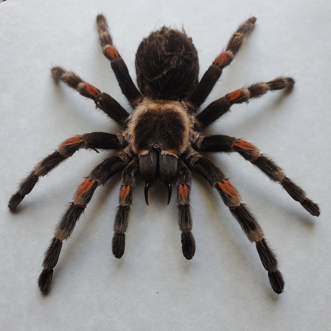 Mexican Flame Knee Tarantula Brachypelma Auratum Framed Bird Eating ...