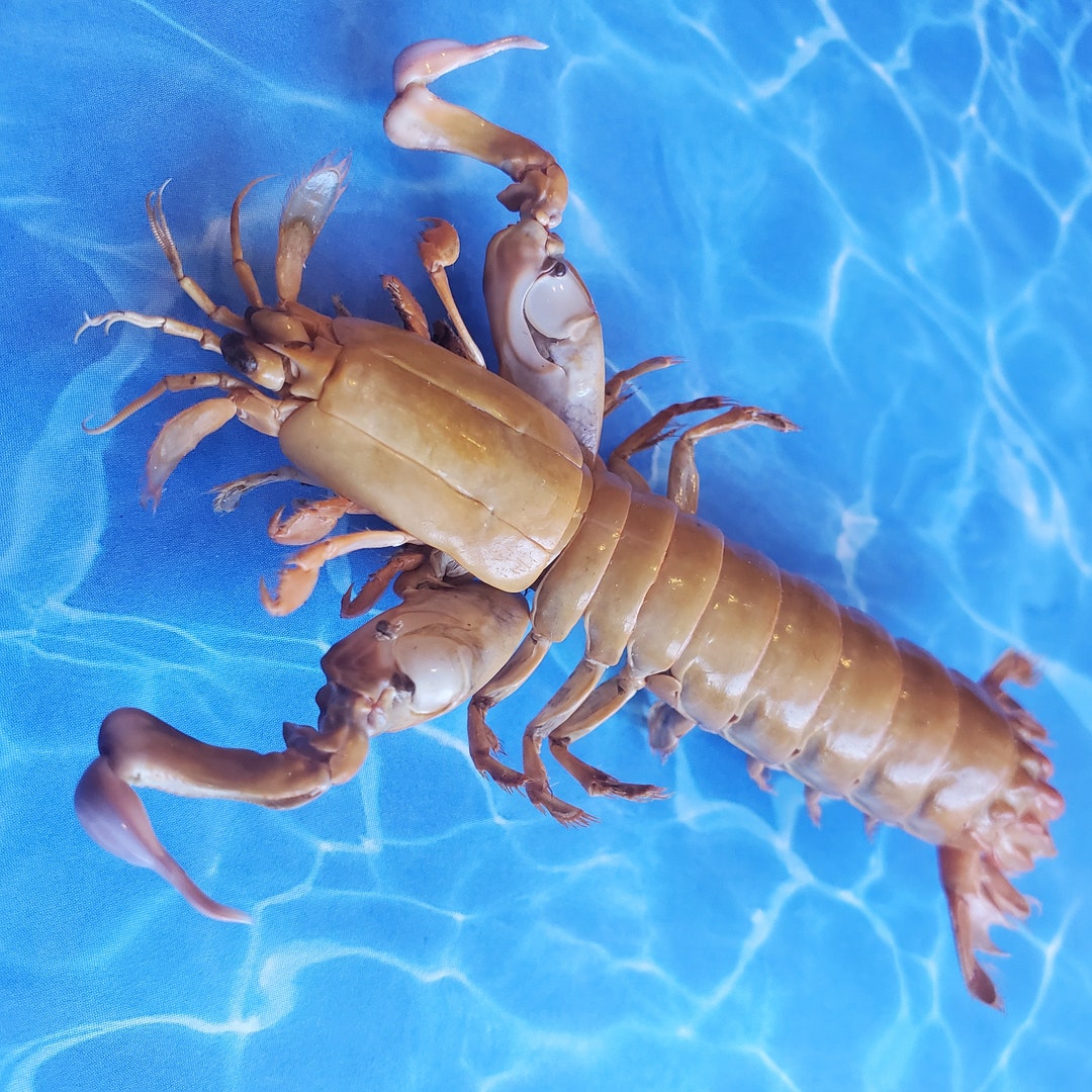 Smiths Mantis Shrimp Gonodactylus Smithii Framed Stomatopoda Shadowbox ...