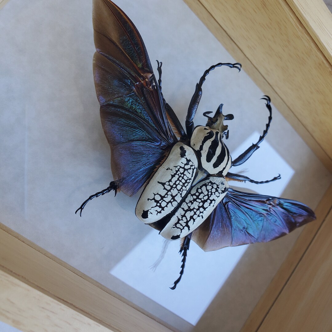 Zebra Pattern Goliath Beetle Goliathus Orientalis Framed Double Glass ...