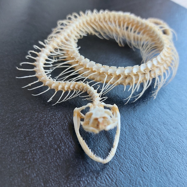 Real Snake Skeleton - Etsy