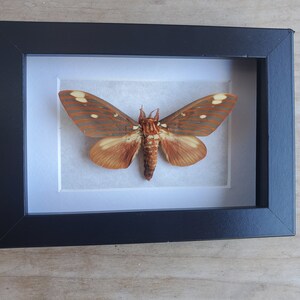 Regal Royal Walnut Moth Citheronia Regalis Saturnidae Framed in ...
