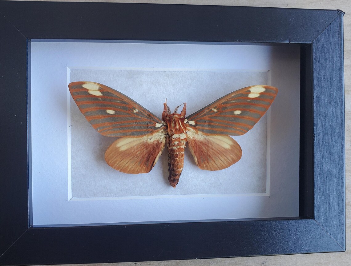 Regal Royal Walnut Moth Citheronia Regalis Saturnidae Framed in ...
