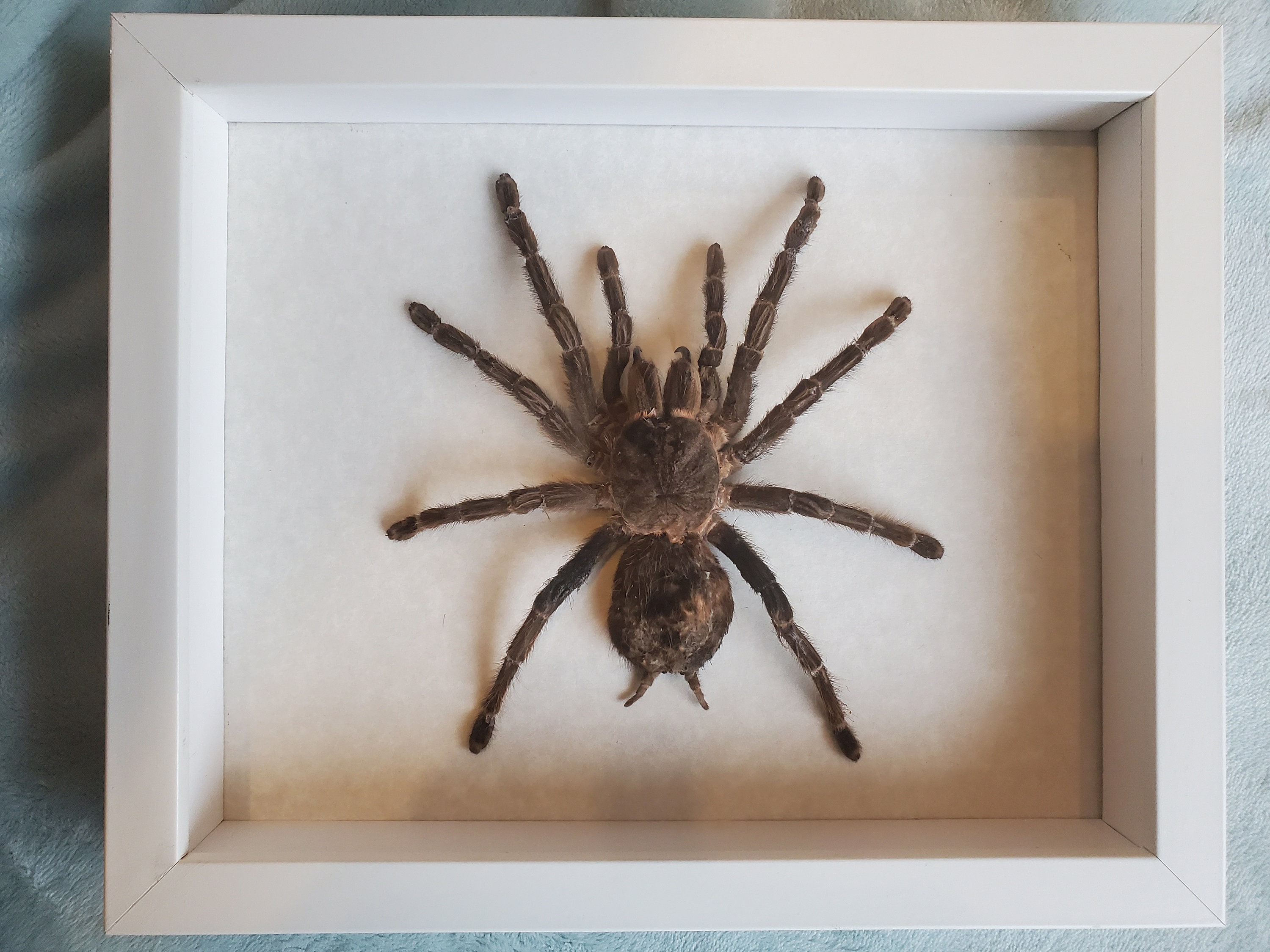 Giant Brazilian Salmon Pink Birdeater Lasiodora Parahybana - Etsy