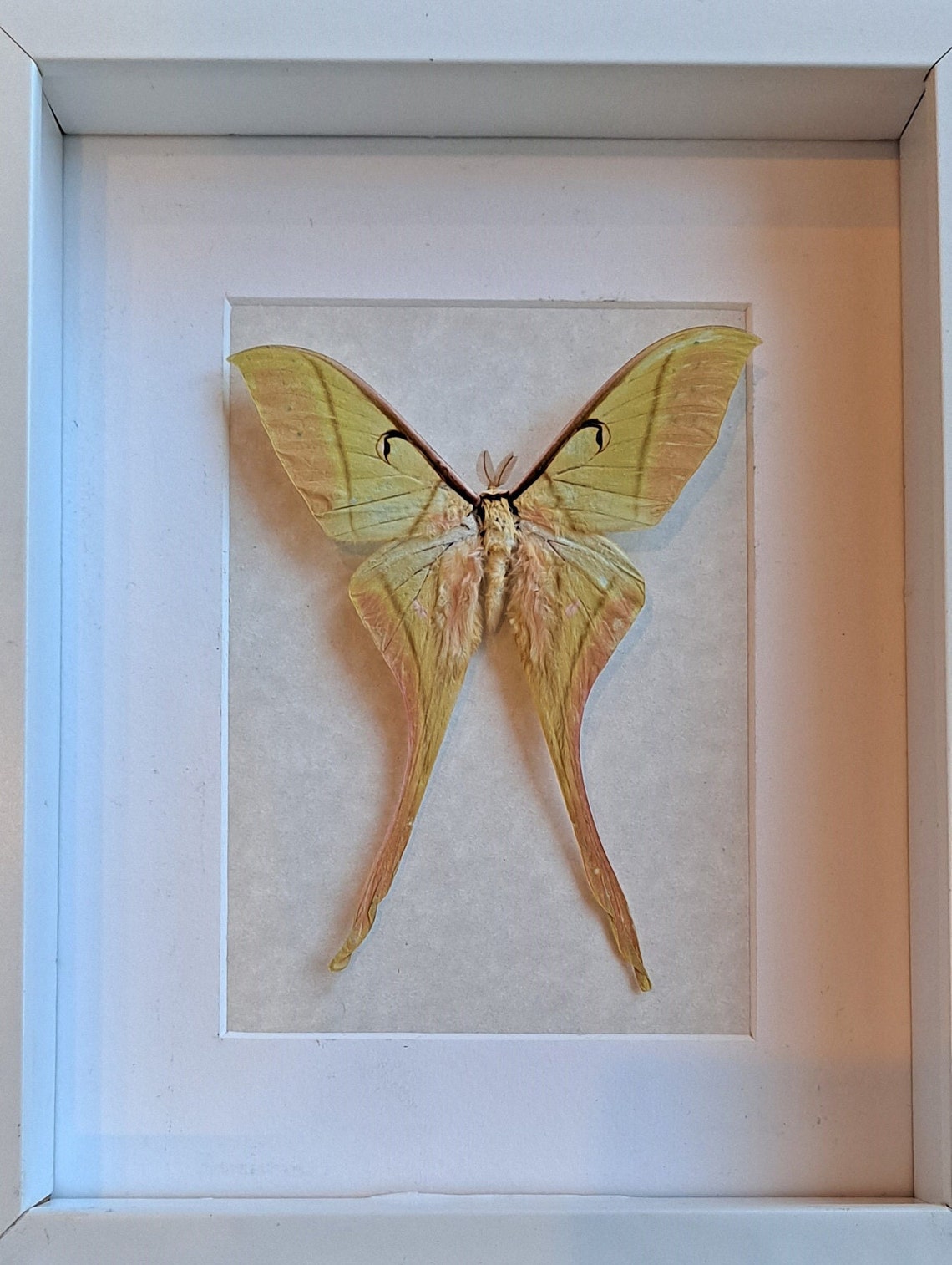 Actias Rhodopneuma Pink Spirit Moth Actias Rhodopneuma Framed ...