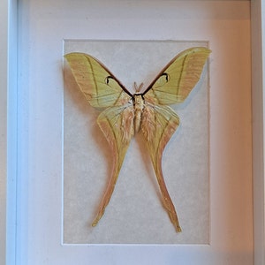 Actias Rhodopneuma Pink Spirit Moth Actias Rhodopneuma Framed ...